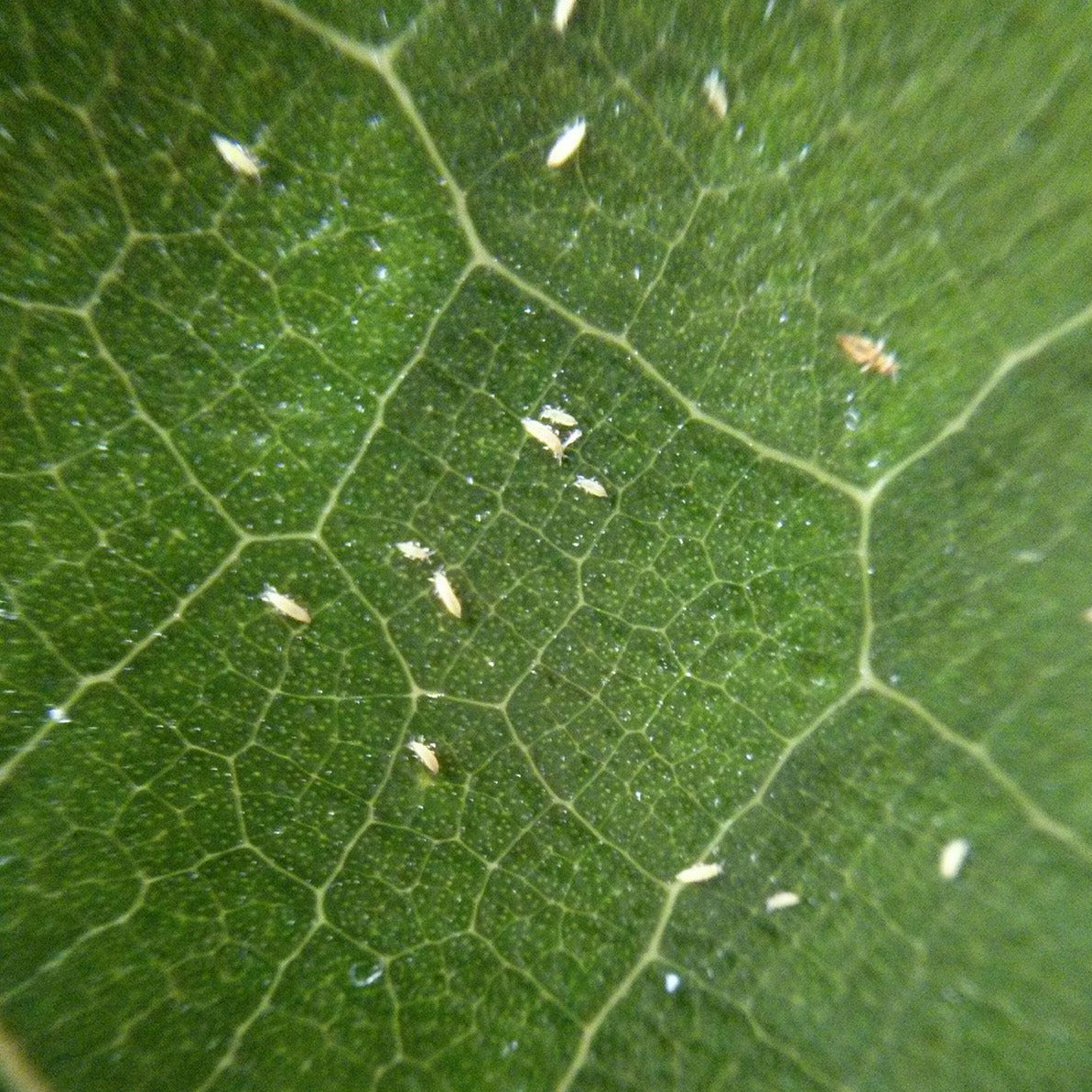 Amblyseius Cucumeris - 50,000 Predators 1Ltr Tube for Thrips (FGTHC)